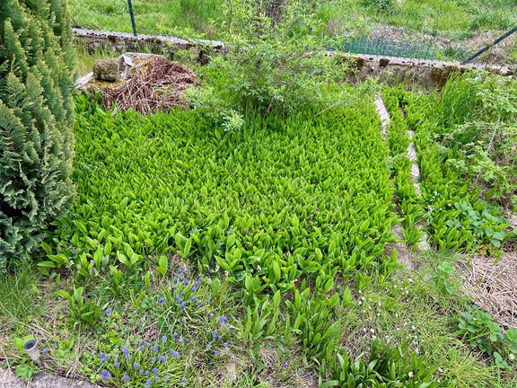 Lush Lily of the Valley Patch in a Rustic Garden, Early Signs of Spring ...