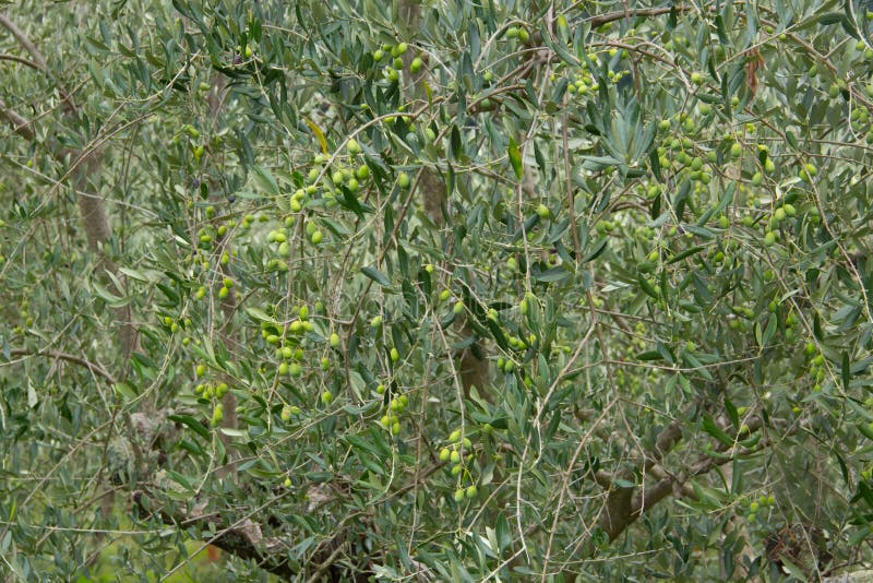 Olive Trees Outdoors stock photo. Image of luxuriant - 143320578