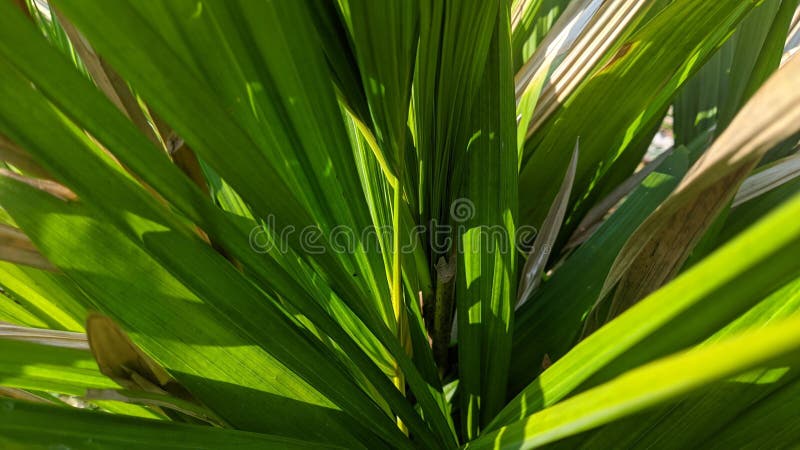 A Lush, Majestic Tree Stands Tall, Its Broad Canopy Providing Ample ...