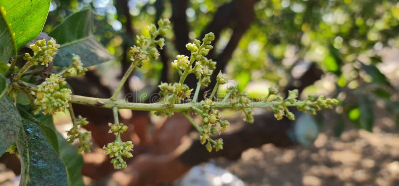 Lush Mango Tree in Full Bloom, Adorned with Vibrant, Fragrant Blossoms ...