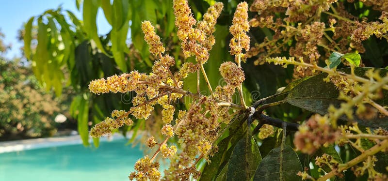 Lush Mango Tree in Full Bloom, Adorned with Vibrant, Fragrant Blossoms ...