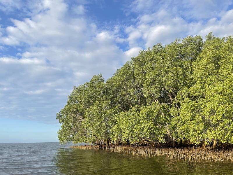 The Lush Mangrove Forest with Roots Protruding To the Surface Stock ...