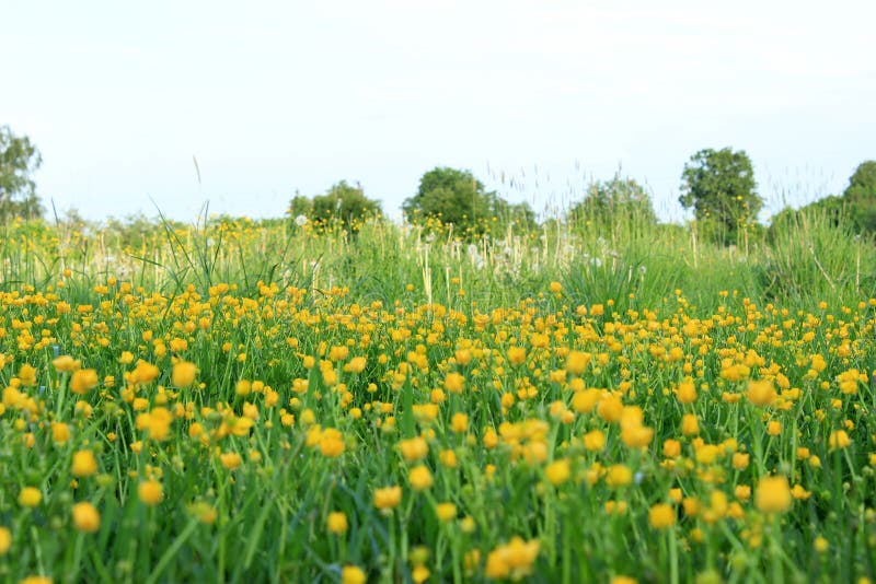 Lush meadow stock photo. Image of savage, plant, bush - 54876544