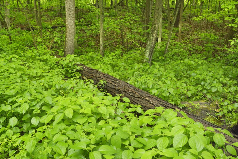 Lush Midwest Forest in Spring. Stock Photo - Image of grow, vivid: 93220948
