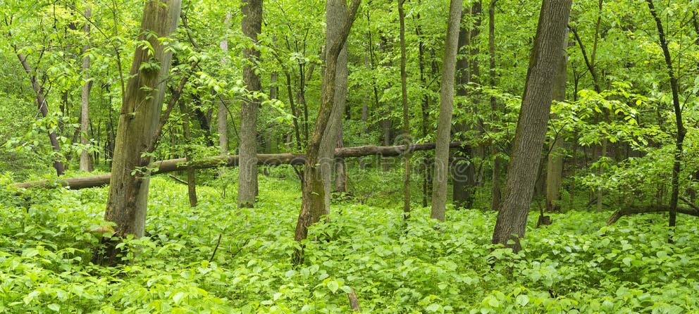 Lush Midwest Forest in Spring. Stock Photo - Image of outdoor, tree ...