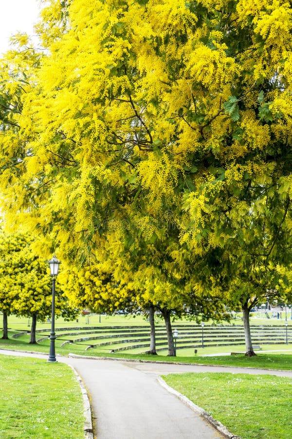 Lush Mimosa Acacia Trees in the Park Stock Image - Image of plant ...