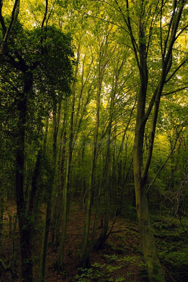 Lush Moody Forest View from Inside of the Forest. Stock Photo - Image ...