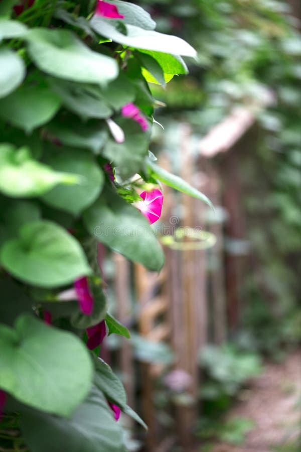 Lush morning glory in wild stock image. Image of vine - 253954479