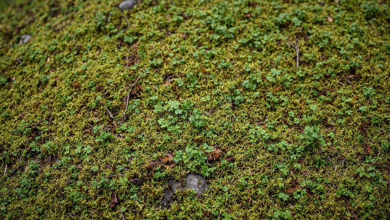 Lush Moss Bed with Intricate Forest Floor Details Stock Illustration ...