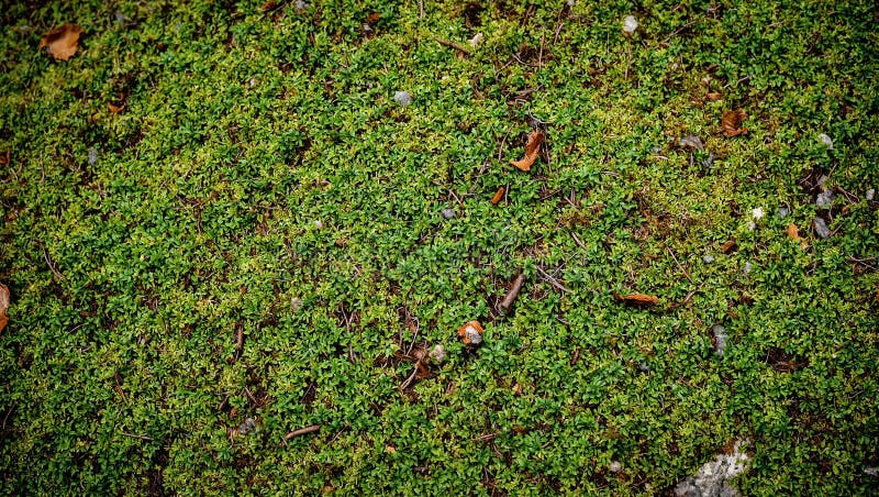 Lush Moss Bed with Intricate Forest Floor Details Stock Illustration ...