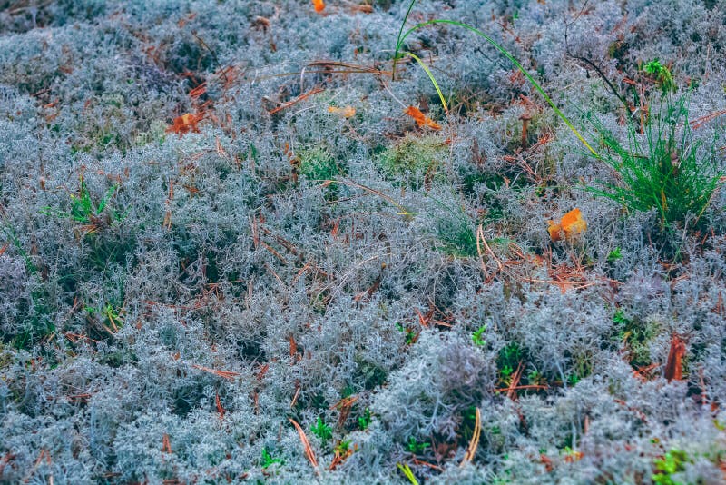 Lush moss in a forest stock image. Image of damp, nature - 118119827