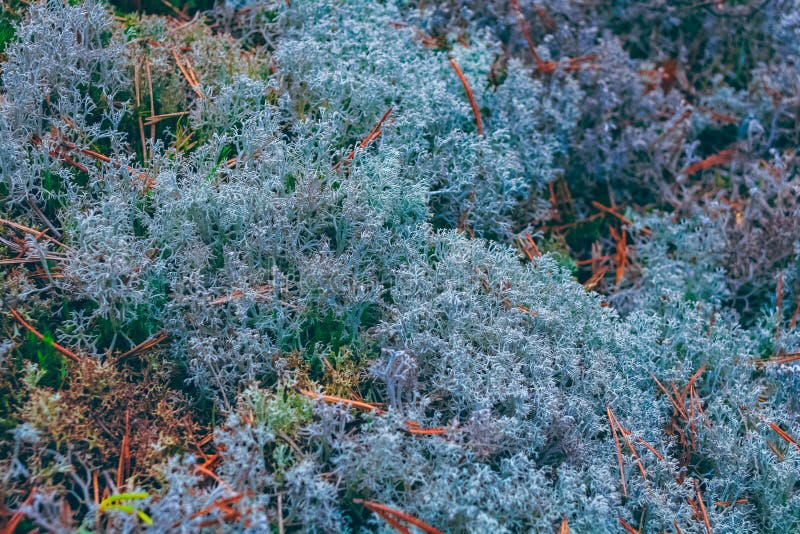 Lush moss in a forest stock image. Image of color, europe - 120873685