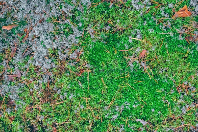 Lush moss in a forest stock image. Image of macro, outdoor - 118083765