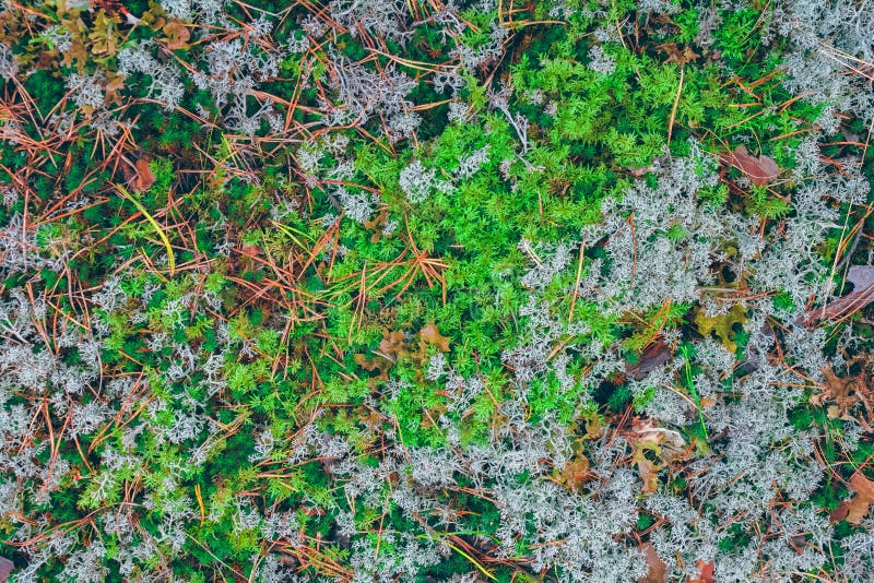 Lush moss in a forest stock image. Image of pacific - 120127779