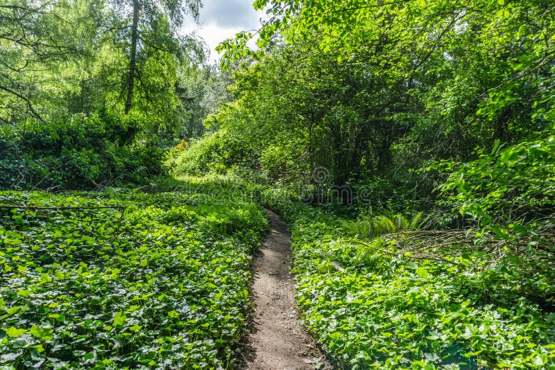 Lush Nature Path stock image. Image of trees, path, outdoors - 187773879