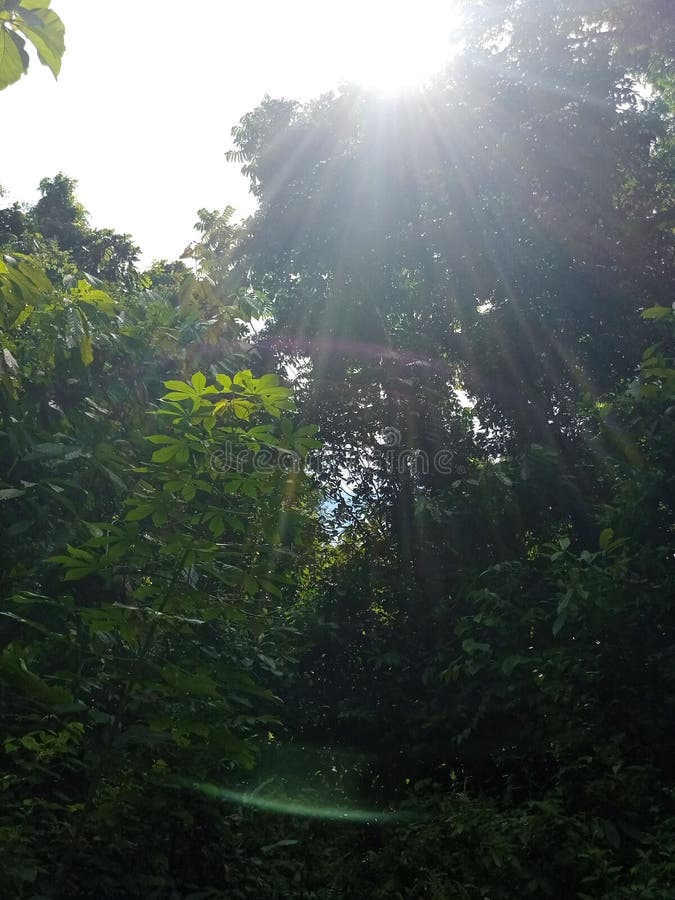 Lush Nature with Shady Trees with Refractive Sunlight Stock Photo ...