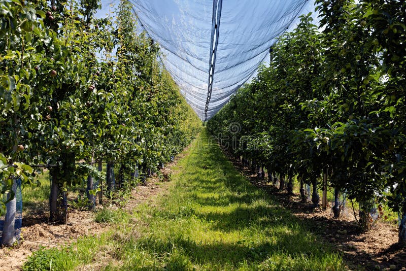 Orchard with Fruit Trees Under Netting. Stock Photo - Image of netting ...
