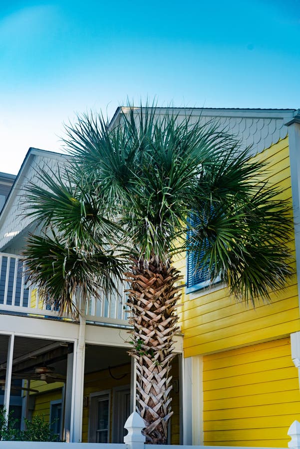 Lush Palm Tree Against the Wall of a Yellow House Stock Image - Image ...