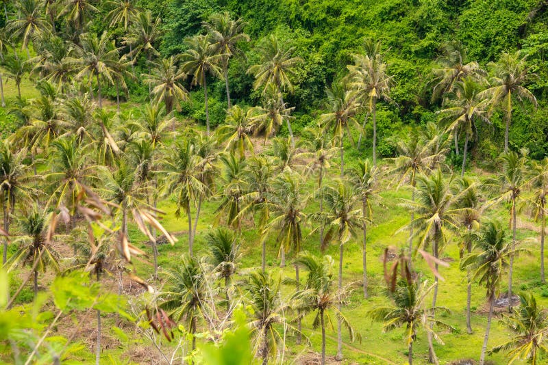 Lush Palm Tree Forest on Bali Island, Indonesia Stock Image - Image of ...