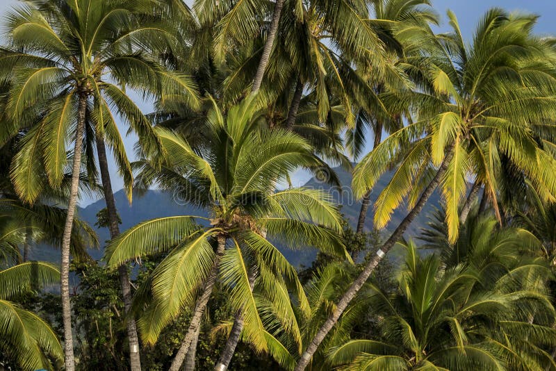 Lush Palm Trees on a Sunny Day Stock Image - Image of hawaii, palm ...