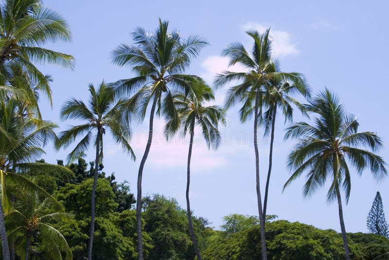 Lush Palms stock image. Image of peaceful, hawaii, exotic - 3146359