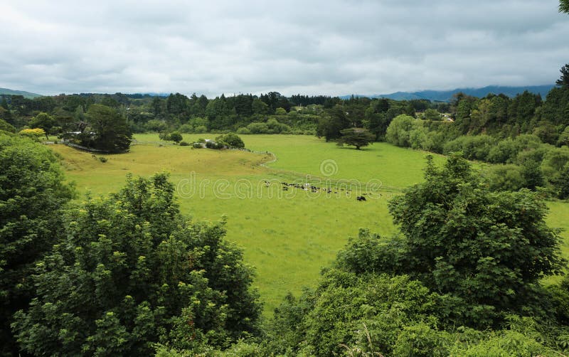 Lush Pasture stock image. Image of farm, lush, trees - 28581031