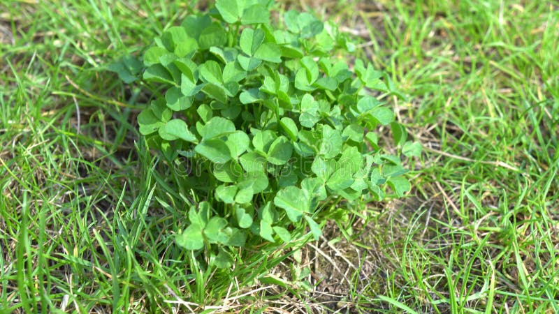 Dense Cluster of Small White Flowers with Golden Centers, Set Against ...