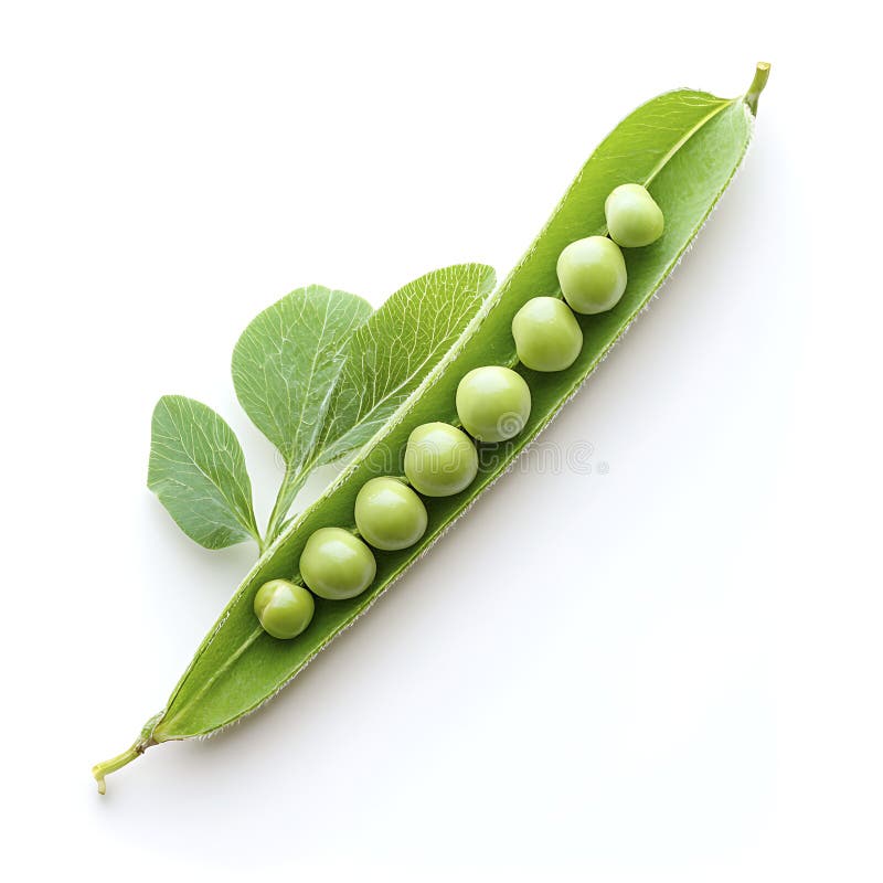 Lush Pea Leaf Texture Perfectly Isolated on White for Detail Lovers ...