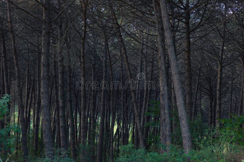 Lush Pine Forest View from Inside Stock Image - Image of earth, foliage ...