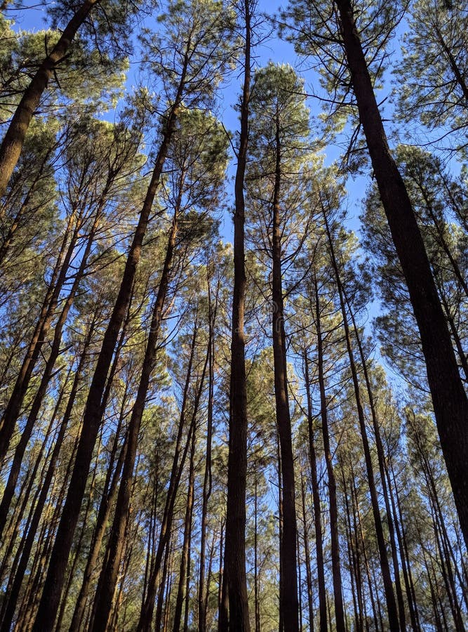 Lush Pine Forests in a Tropical Climate Stock Image - Image of pines ...