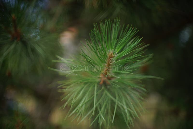 Lush Pine Tree Branch Closeup in the Garden. Art Card Stock Image ...