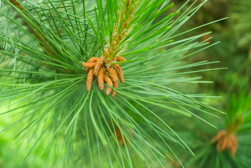 Lush Pine Tree Branches with Seeds Close-up, Selective Focus Stock ...
