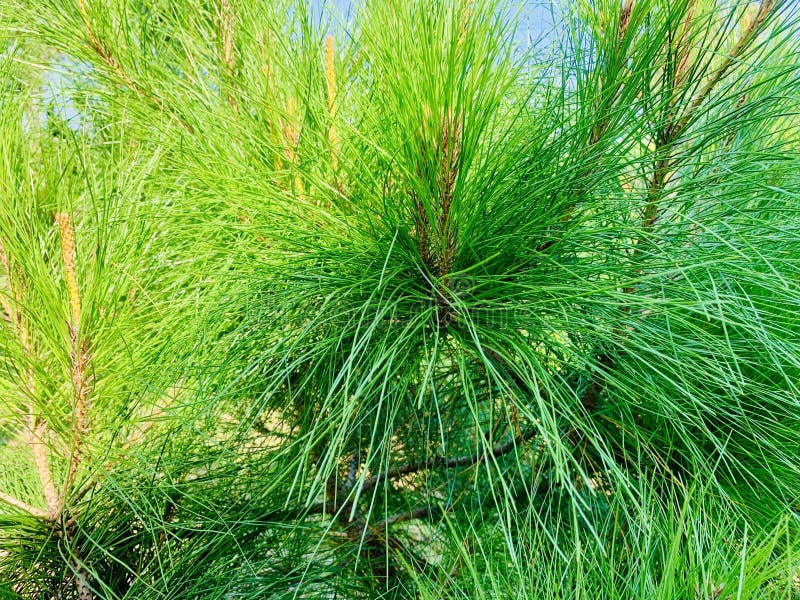 Lush Pine Tree Leaves are Bright Green in the Afternoon Stock Photo ...