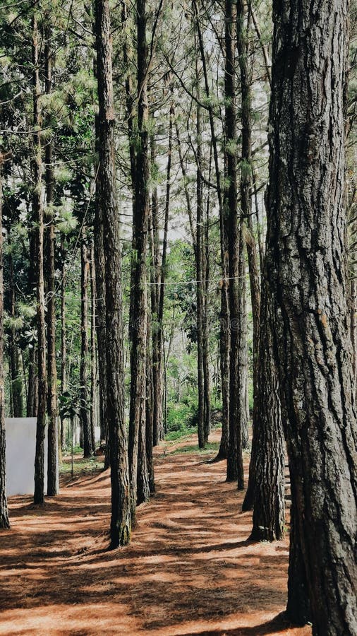 Lush Pine Trees in the Middle of an Open Forest Stock Photo - Image of ...