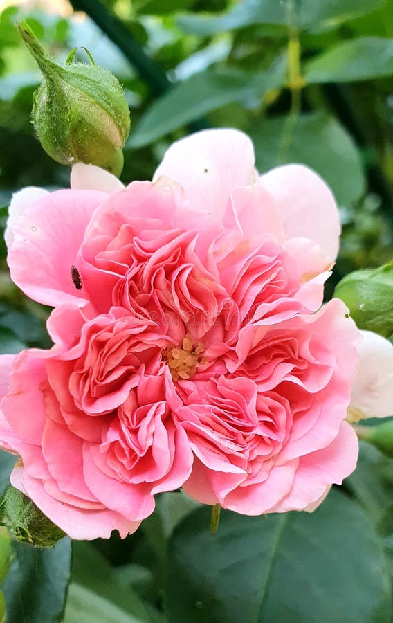 Lush Pink Rose in the Garden Stock Image - Image of garden, lush: 222995585