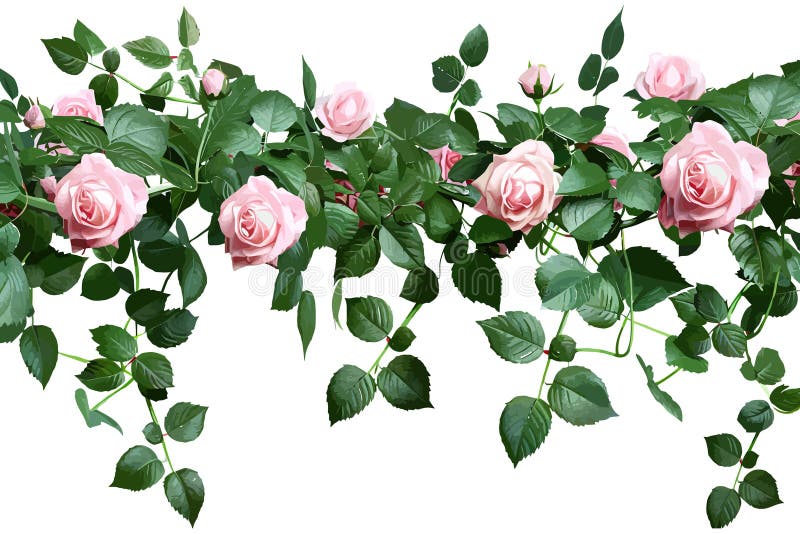Lush Pink Rose Vine on White Background. Vector Illustration Design ...