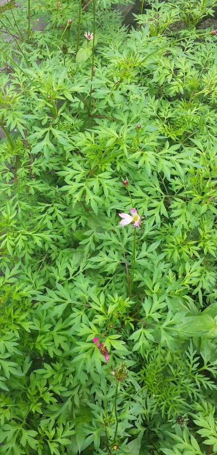 Lush Plant with Small Green Leaves Stock Image - Image of green, crop ...