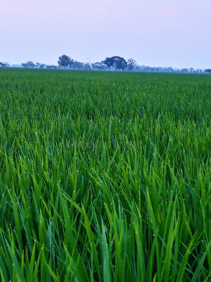 Lush Plants in Beautiful Rice Fields Stock Image - Image of movie ...