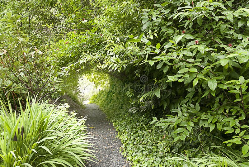 Tunnel of Foliage Covering Path Stock Photo - Image of tree, enchanted ...