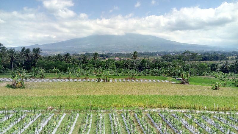 So Lush Plants Mixed with the Sunny Weather Today Stock Image - Image ...