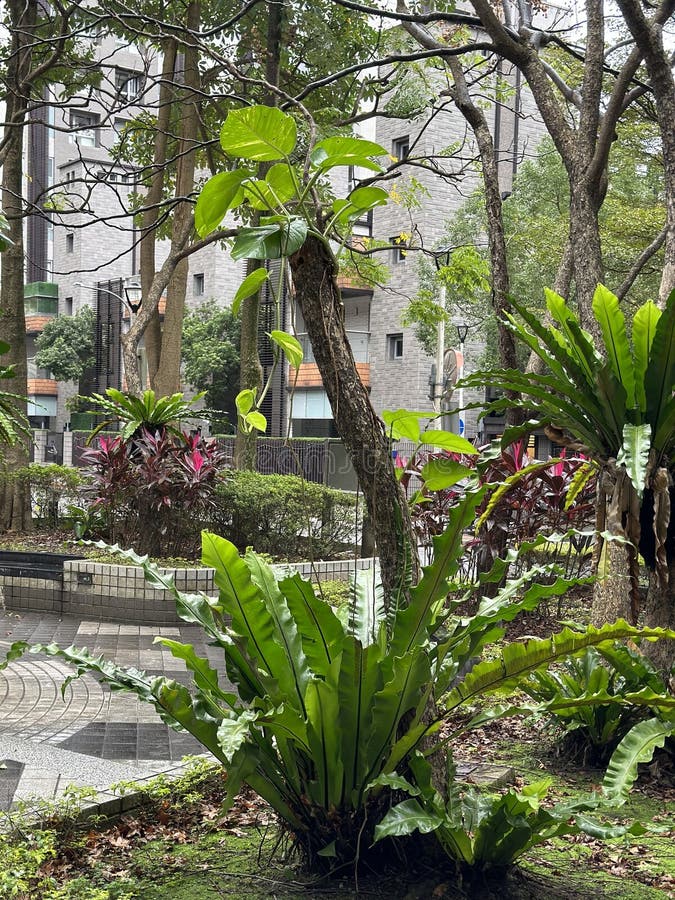 Large Plants with Multiple Leaves Sit in the Ground at the Edge of a ...