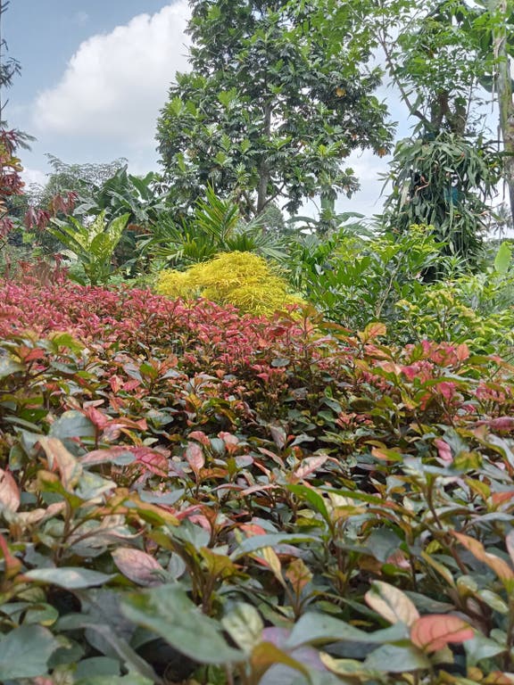 Lush Plants in a Sunny Morning Stock Image - Image of lush, morning ...