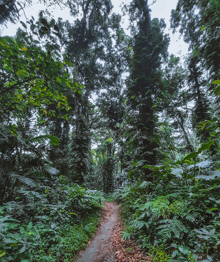 The Lush Protected Forest is a Habitat for Flora and Fauna Stock Image ...