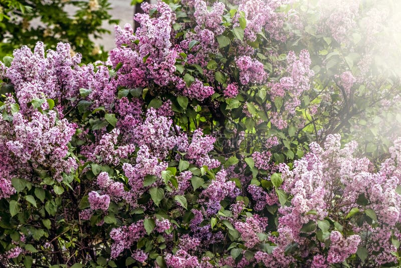 Lush Purple Lilac Pretty Bushes Stock Photo - Image of amazing, good ...