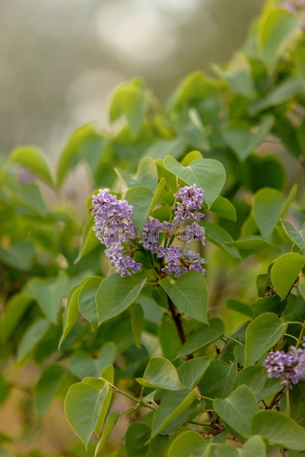 Lush Purple Lilac Shrub in Full Spring Bloom Stock Photo - Image of ...