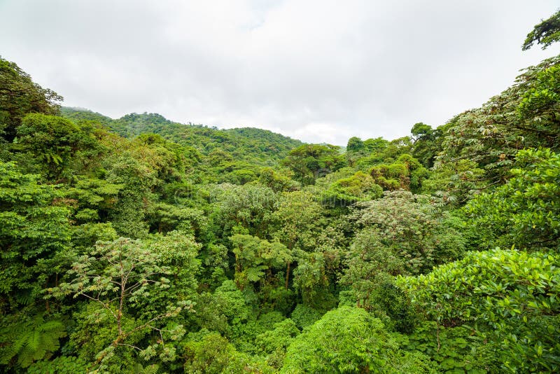 Lush Rainforest Canopy Monteverde Costa Rica Stock Image - Image of ...