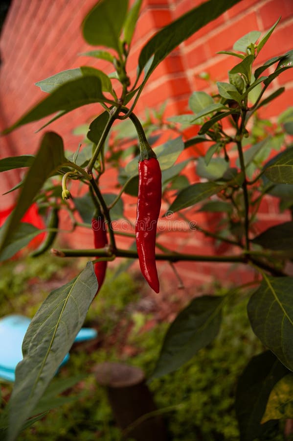 Lush red chillis stock photo. Image of chillis, plant - 174234870