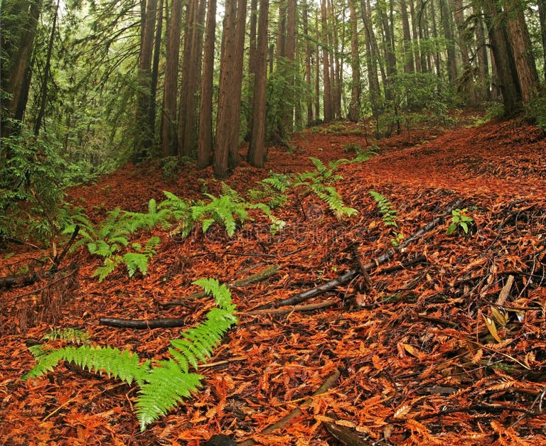 1,824 Lush Dewy Foliage Stock Photos - Free & Royalty-Free Stock Photos ...