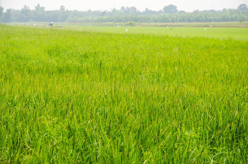Lush rice fields stock photo. Image of healthy, green - 105171672