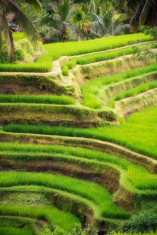Lush Rice Fields Plantation on Bali Island, Indonesia Stock Photo ...